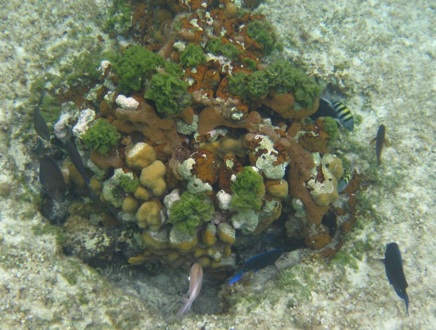 Life is the bubbles Under the Sea!!!!! | Wittenberg University